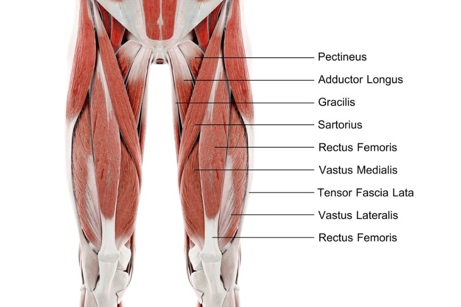 Muscles Of The Lower Limb MBLEx Guide Muscles Of The Lower Limb MBLEx Guide