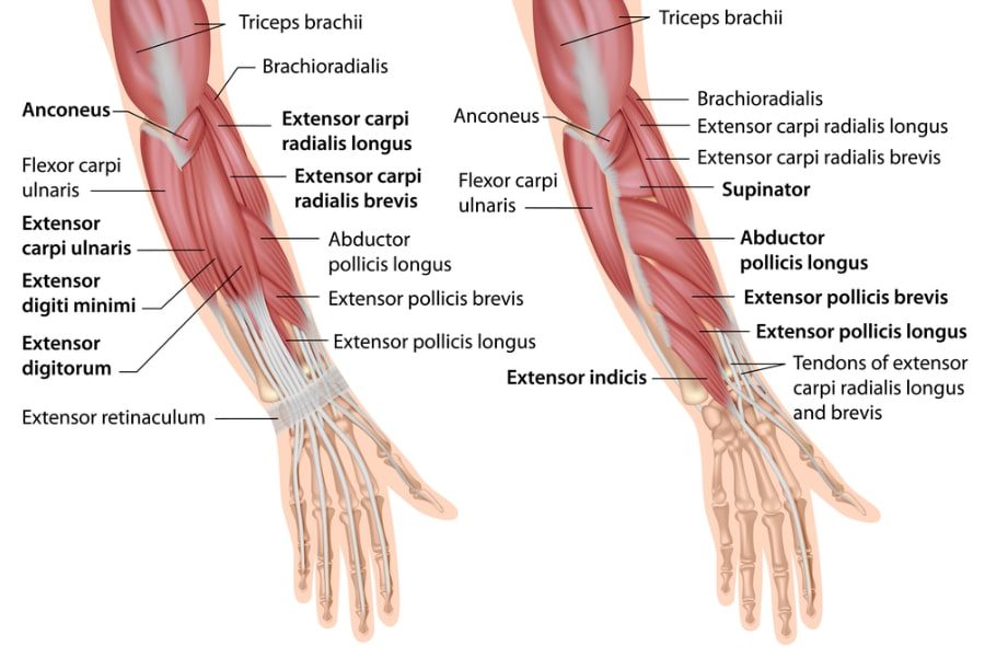 Muscles Of The Upper Limb MBLEx Guide
