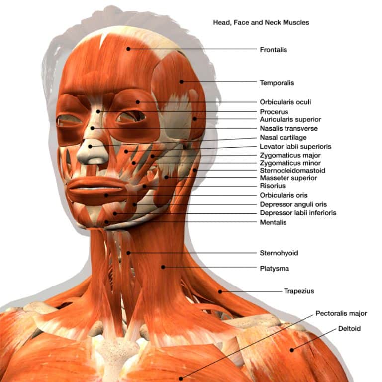 Muscles Of The Head And Neck MBLEx Guide Muscles Of The Head And Neck MBLEx Guide